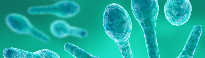 Clostridium spp. and Clostridioides difficile: targeting virulence factors